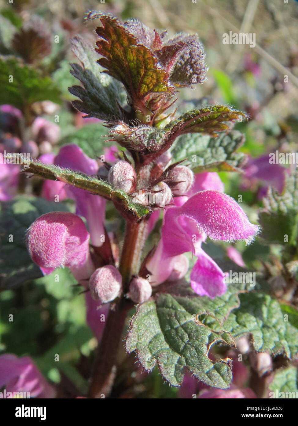 The image shows Lamium maculatum, commonly known as spotted deadnettle ...