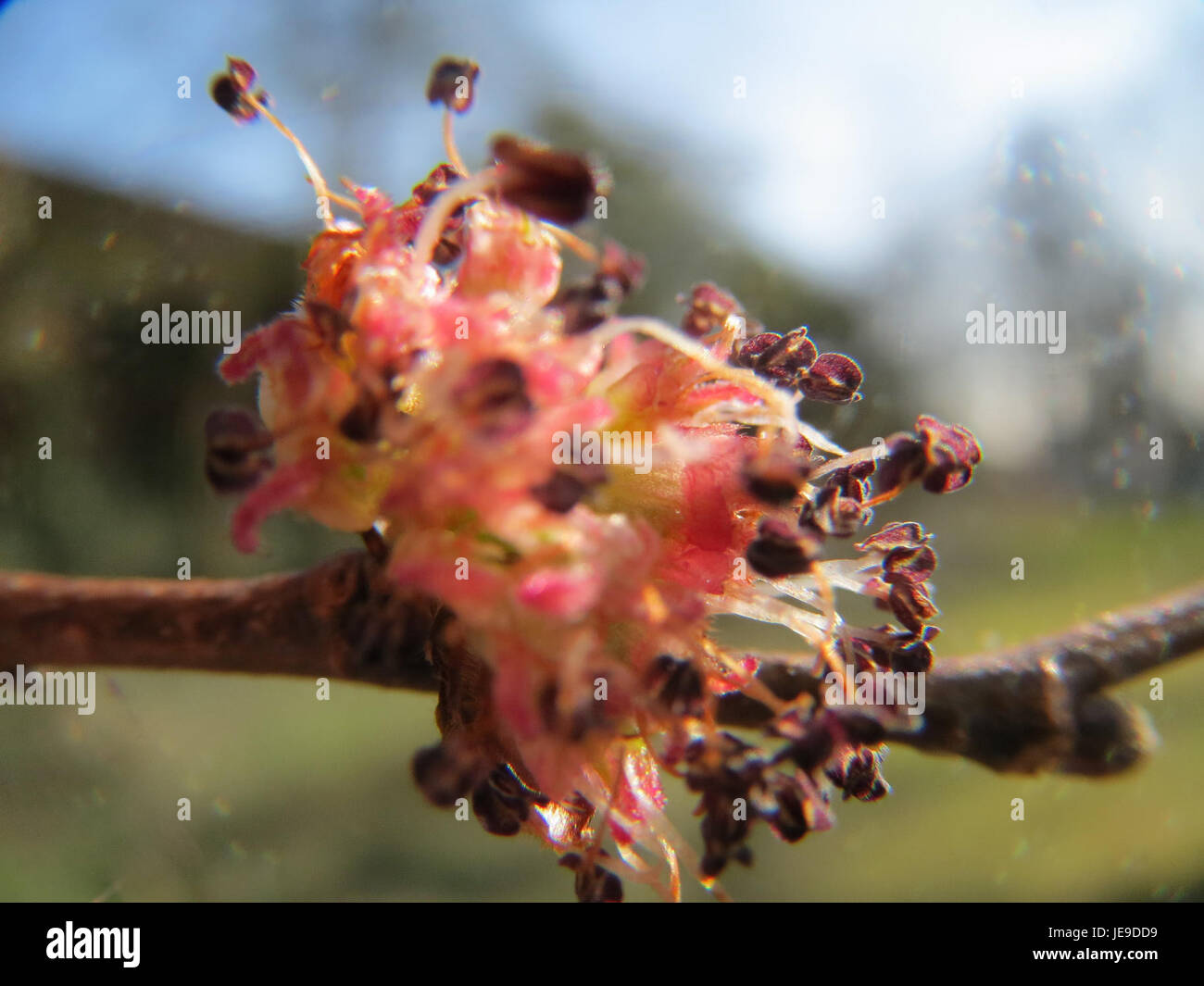 A photograph of an elm tree (Ulmus species) in St. Arnual, Germany ...