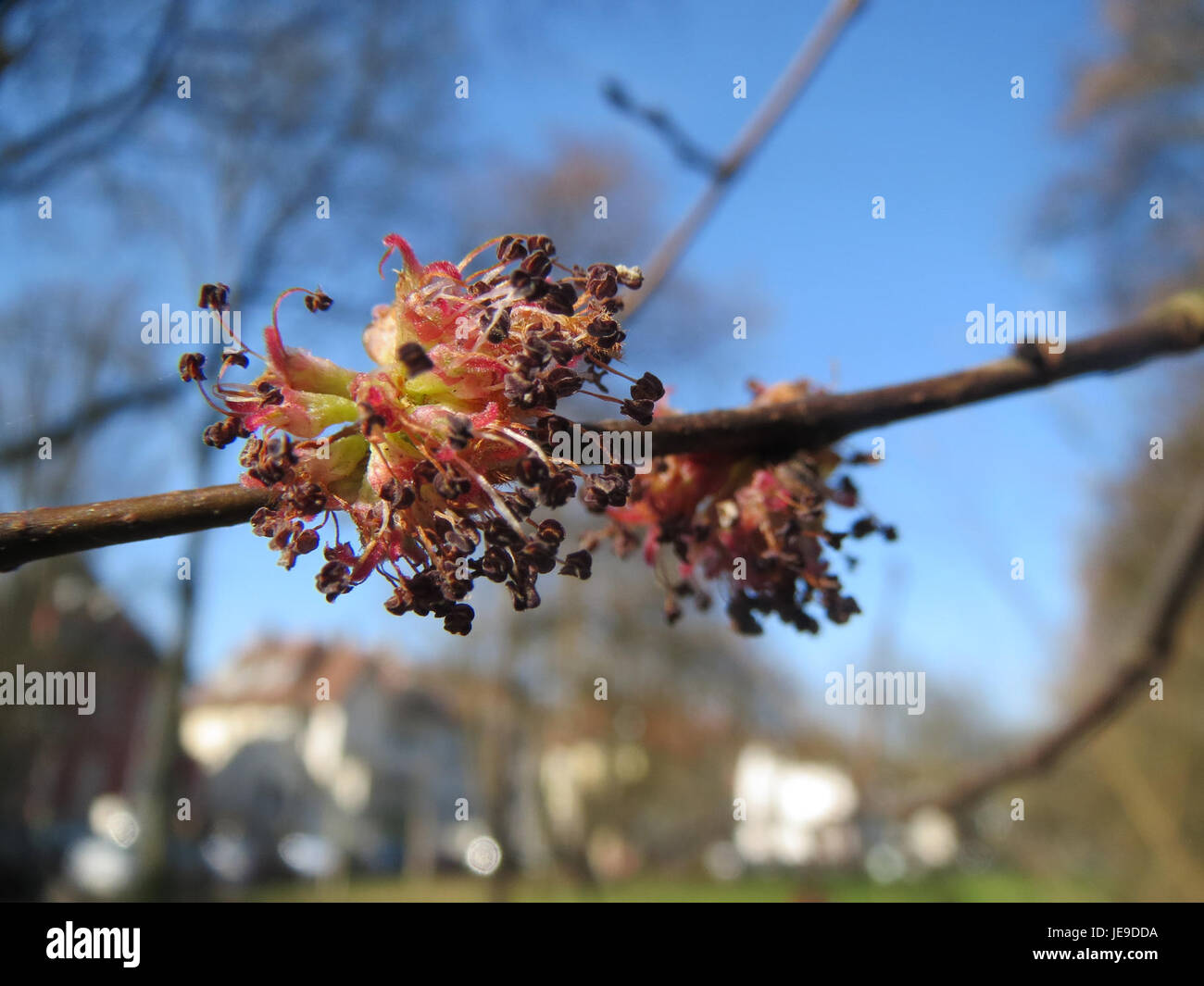 Ulme St. Arnual, located in St. Arnual, Germany, refers to an elm tree ...