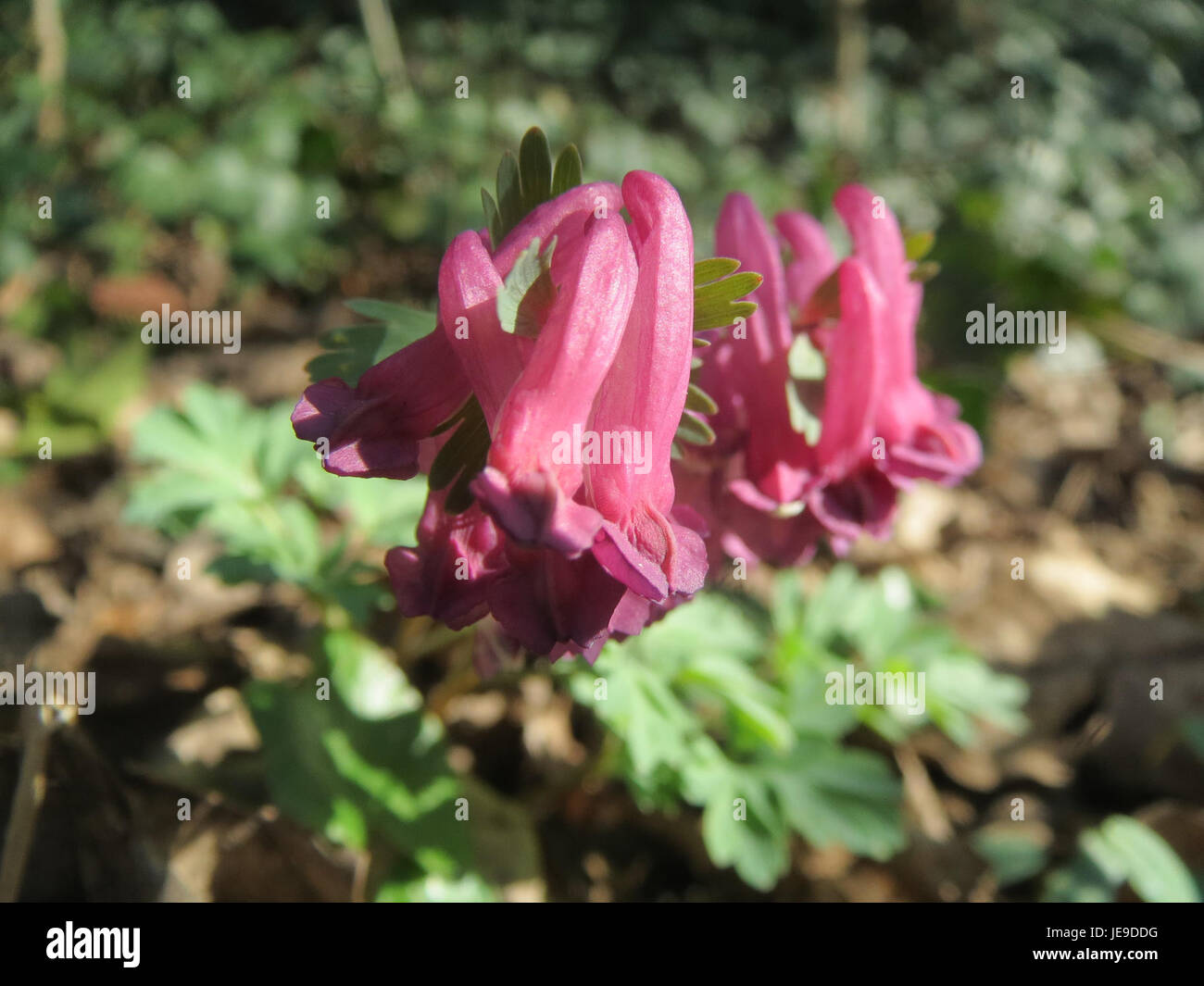 Corydalis cava, commonly known as the hollow-rooted corydalis, is a ...
