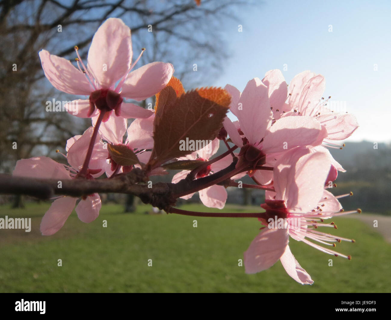 Prunus cerasifera known cherry hi-res stock photography and images - Alamy