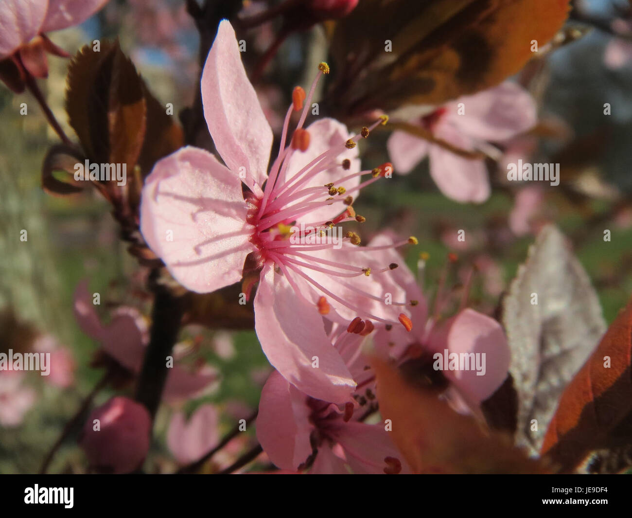 Prunus cerasifera, also known as the cherry plum tree, is a species ...