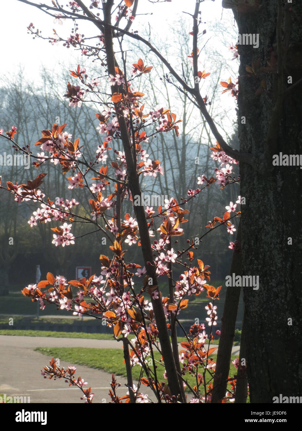 Prunus cerasifera, commonly known as the cherry plum, is a deciduous ...