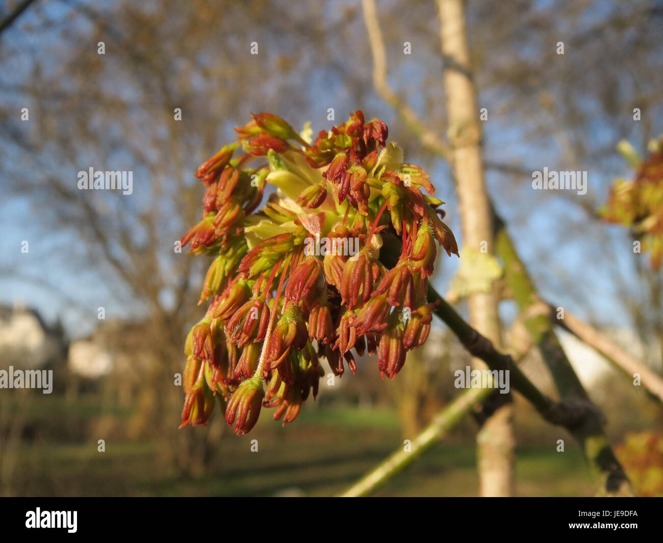 Acer negundo, commonly known as boxelder, is a deciduous tree species ...