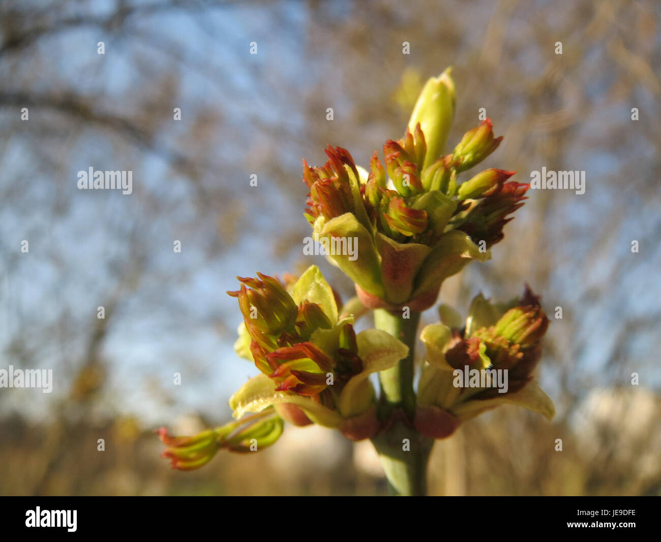 Acer negundo, commonly known as boxelder, is a deciduous tree native to ...