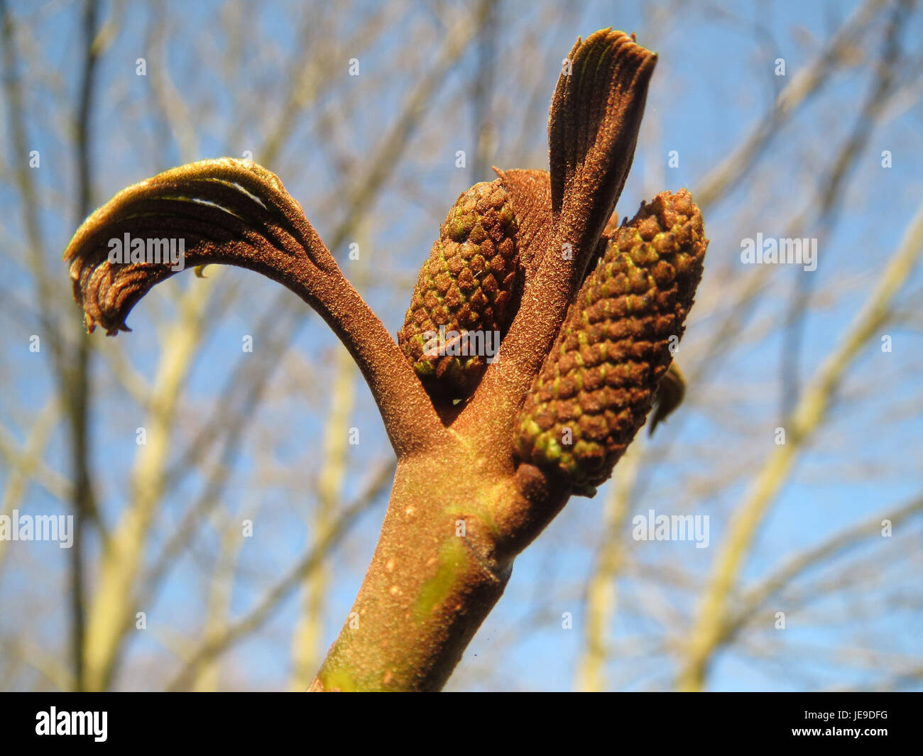 Pterocarya fraxinifolia, commonly known as the Caucasian wingnut, is a ...