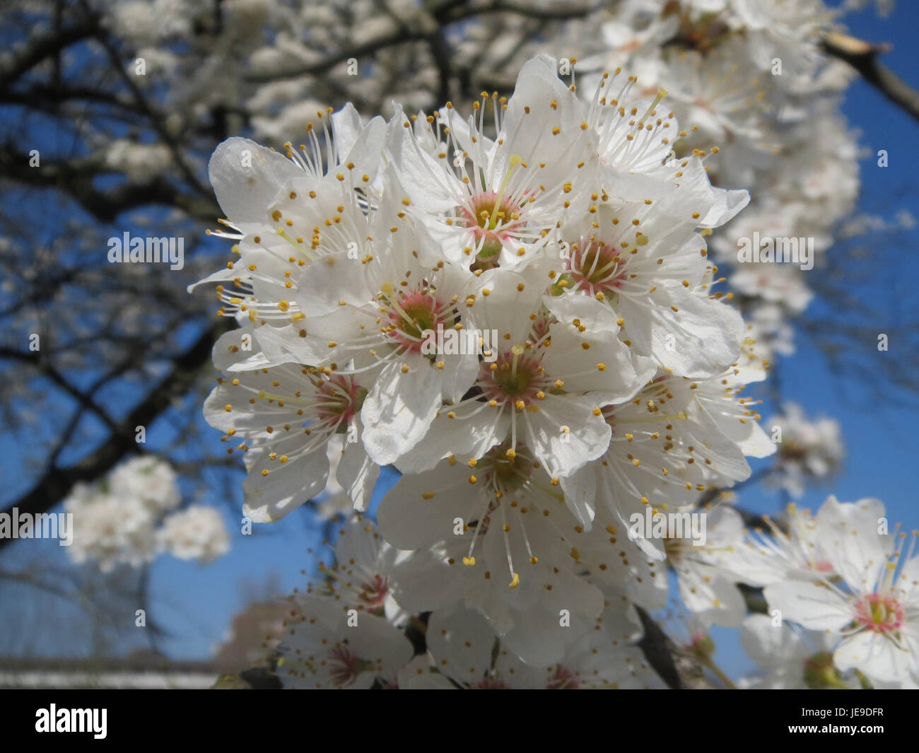 This image shows Prunus cerasifera, commonly known as the cherry plum ...