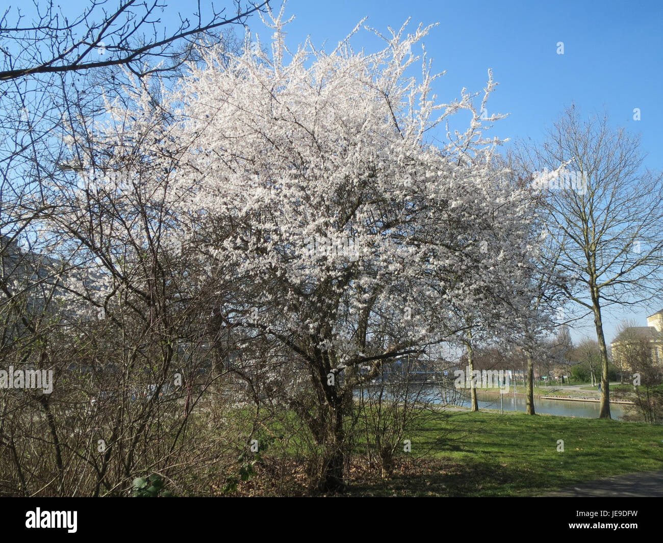 This image likely shows a Prunus cerasifera, also known as the cherry ...
