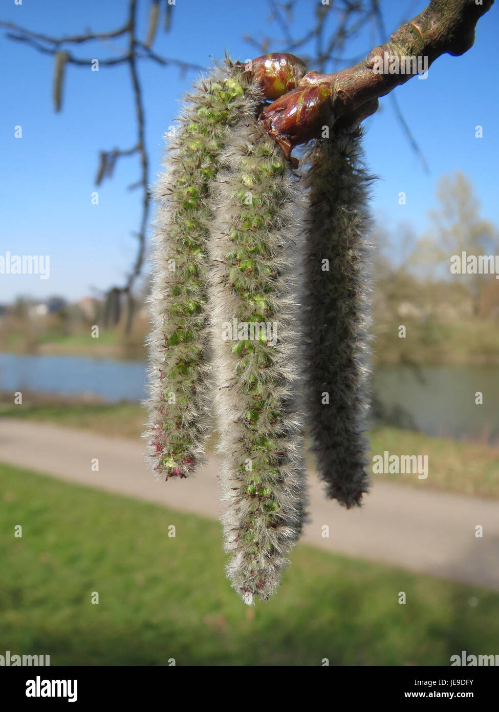 This image captures Populus tremula, commonly known as the aspen tree ...