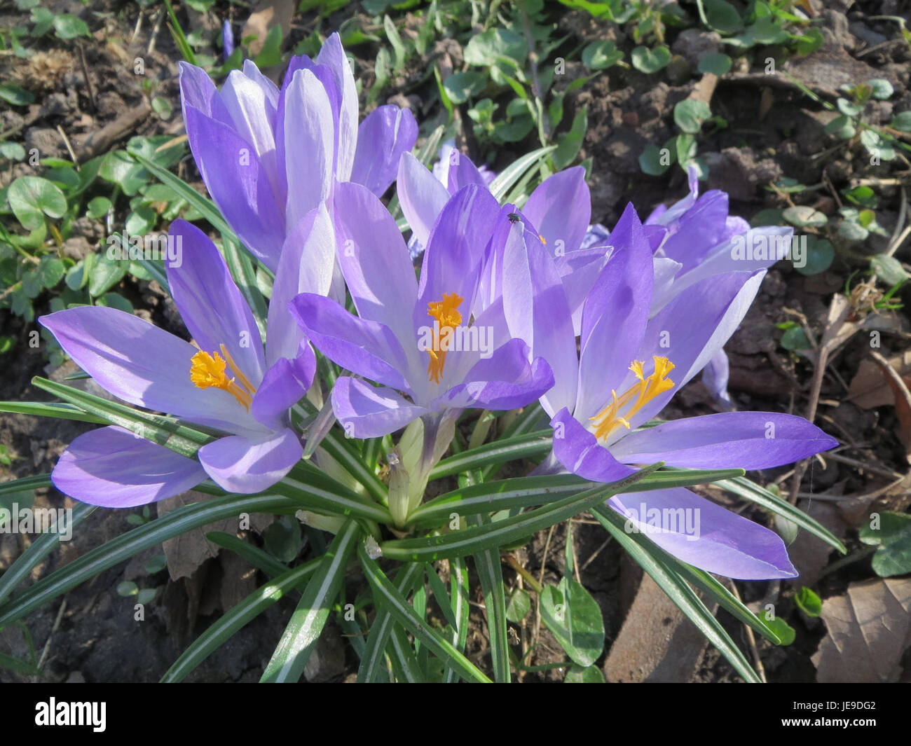 Crocus tommasinianus, commonly known as Tommasini’s crocus, is a ...