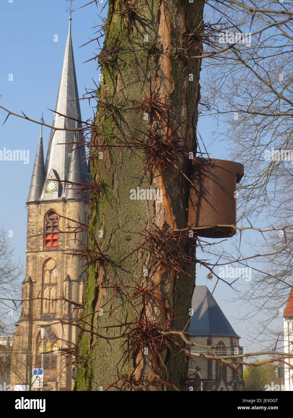 Gleditsia triacanthos, commonly known as the honey locust, is a ...