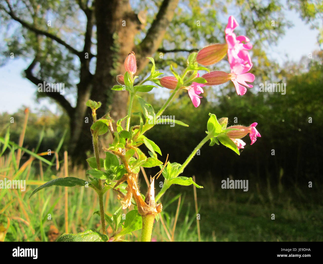 Rote Lichtnelke, or Red Campion, is a flowering plant in the genus ...