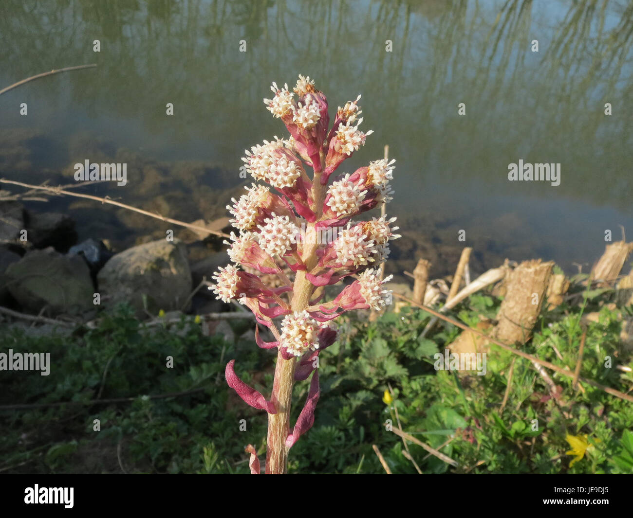 Petasites hybridus, also known as butterbur, is a perennial plant known ...
