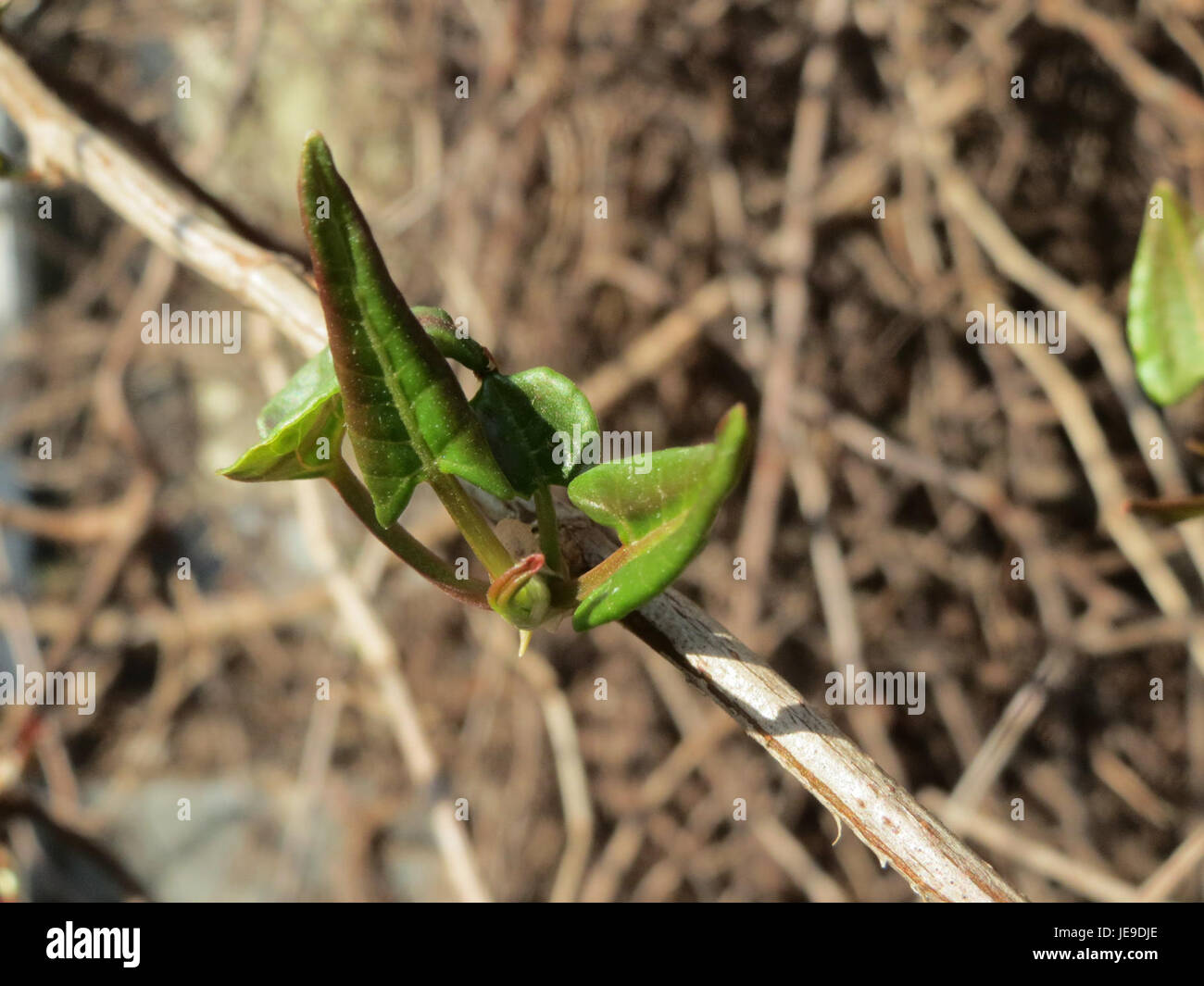 Fallopia baldschuanica, commonly known as the Himalayan knotweed, is a ...