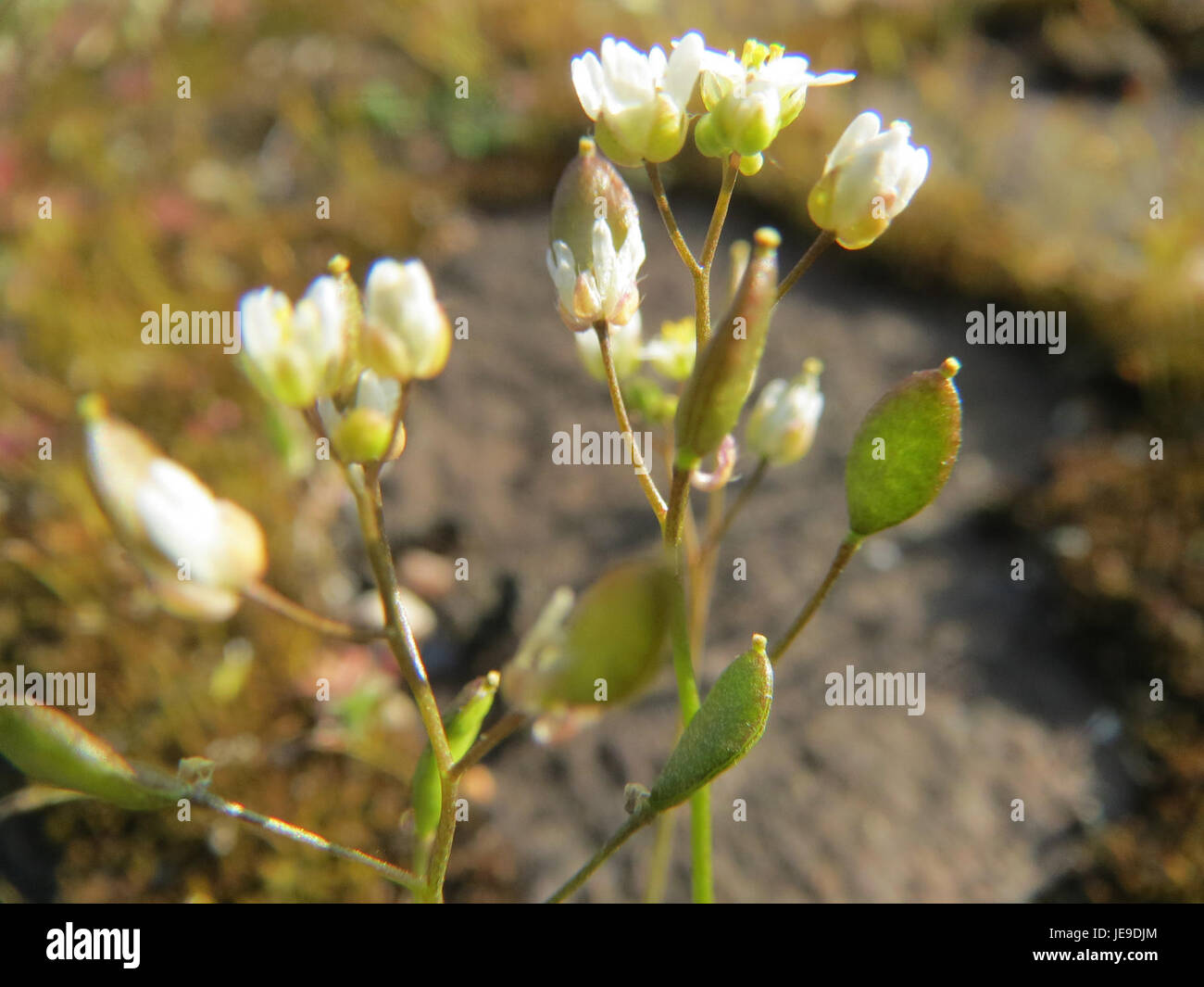 Draba verna, commonly known as spring draba, is a small perennial plant ...