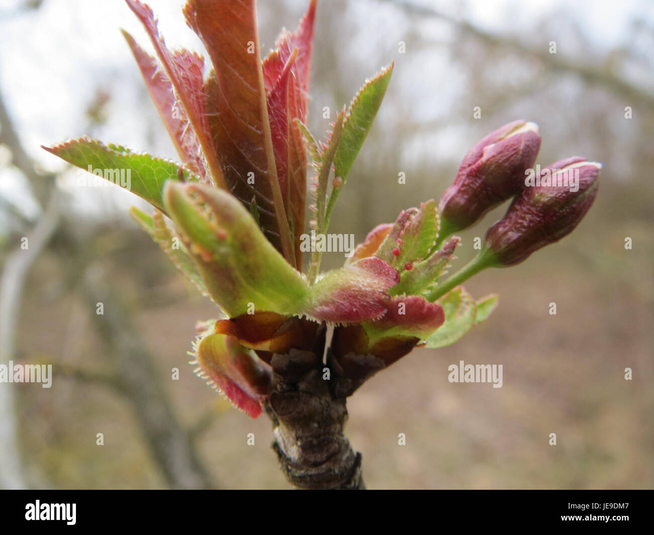 A photograph of a cherry tree (Kirsche) in Hockenheim, Germany ...