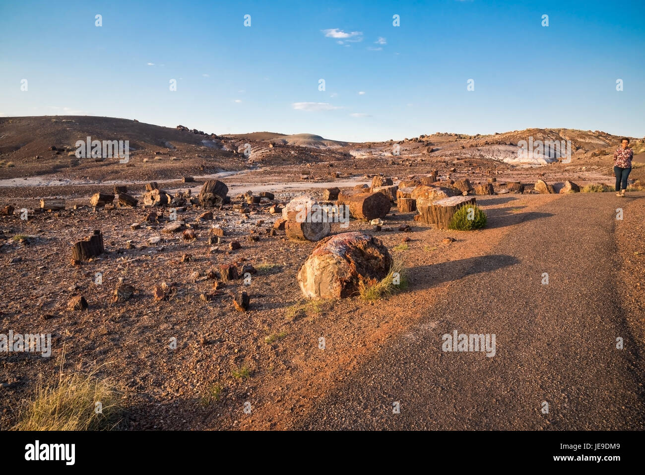 Crystal forest, Petrified Forest National Park, Arizona, USA Stock ...