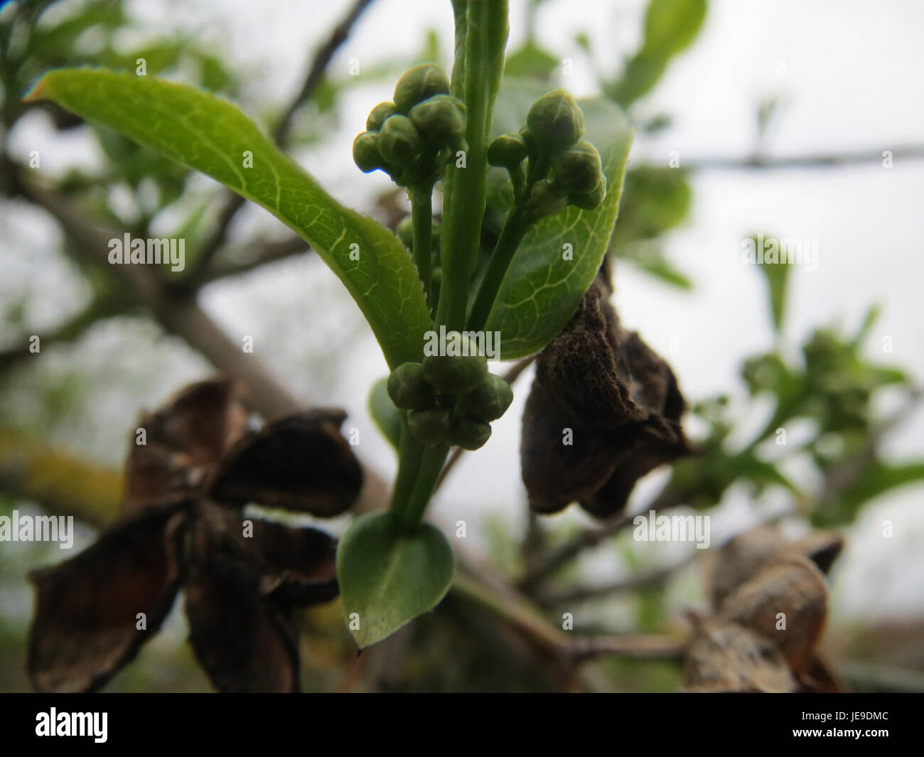 A photograph of Euonymus europaeus, commonly known as the European ...
