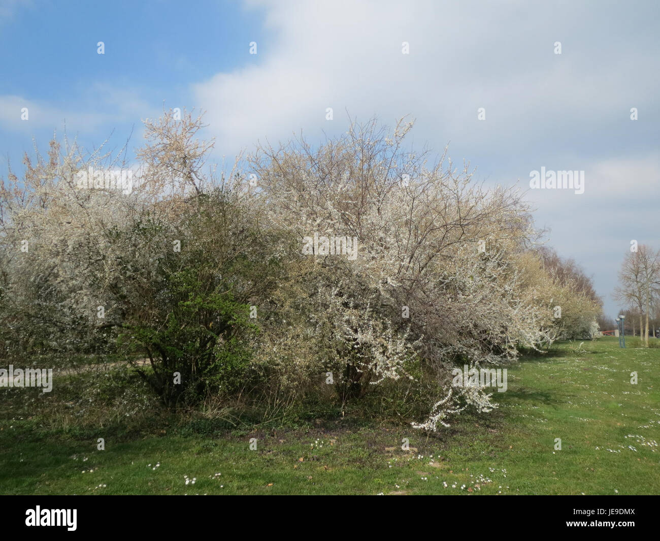 Prunus cerasifera, commonly known as the cherry plum tree, is a ...
