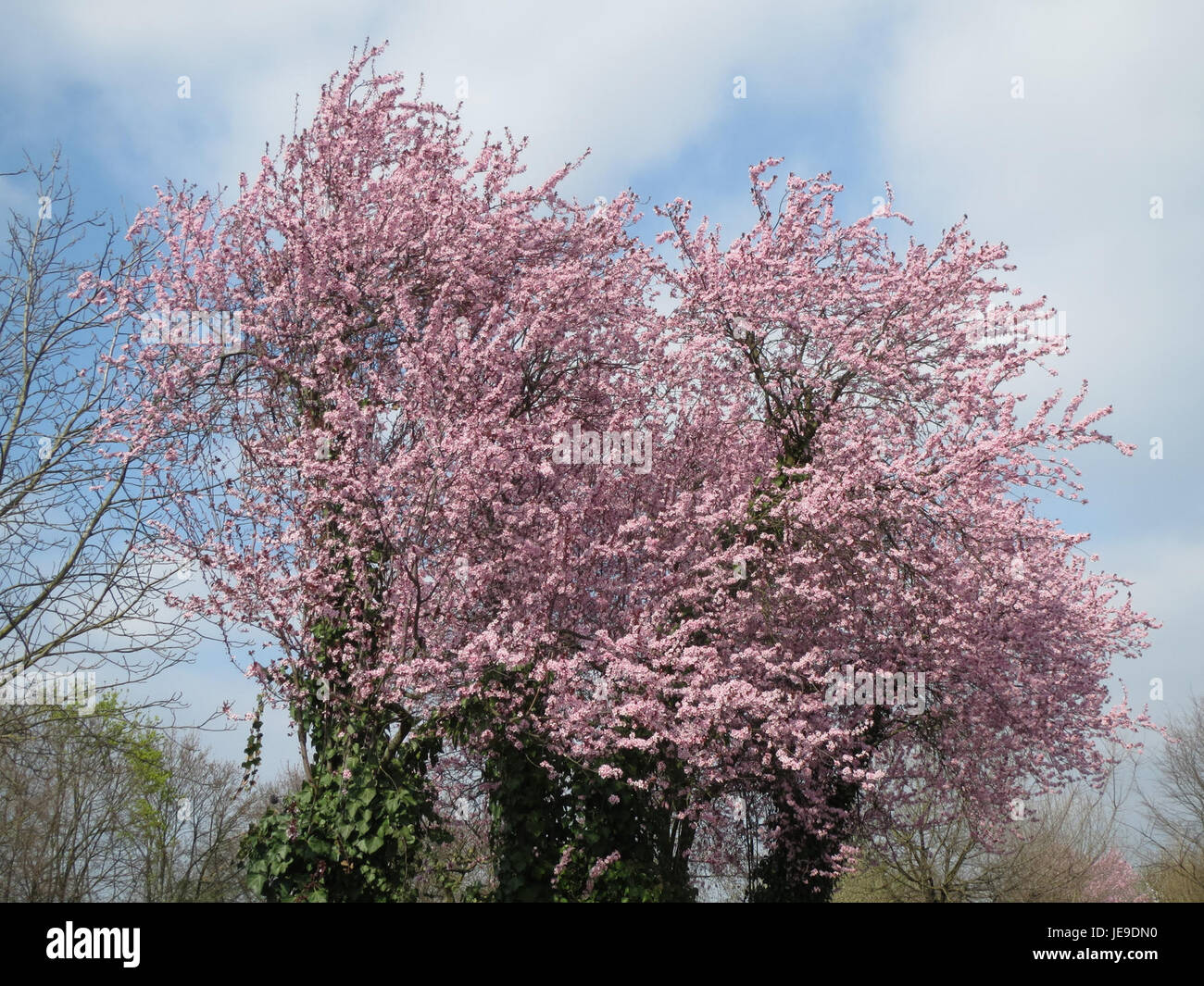 Prunus cerasifera known cherry hi-res stock photography and images - Alamy