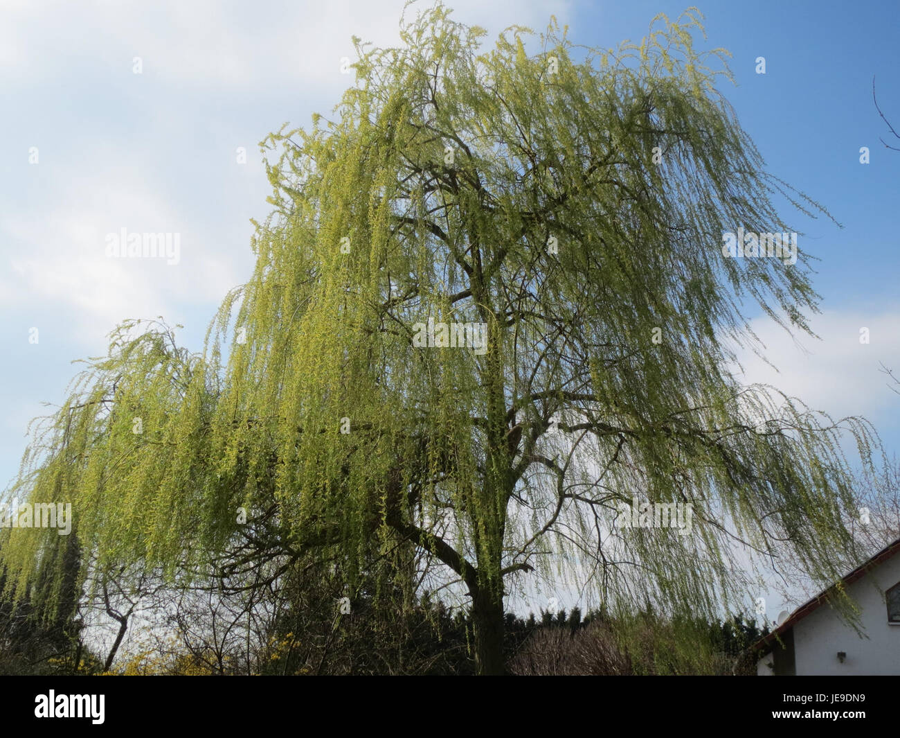 Photograph of a Trauerweide (weeping willow) tree in Hockenheim ...