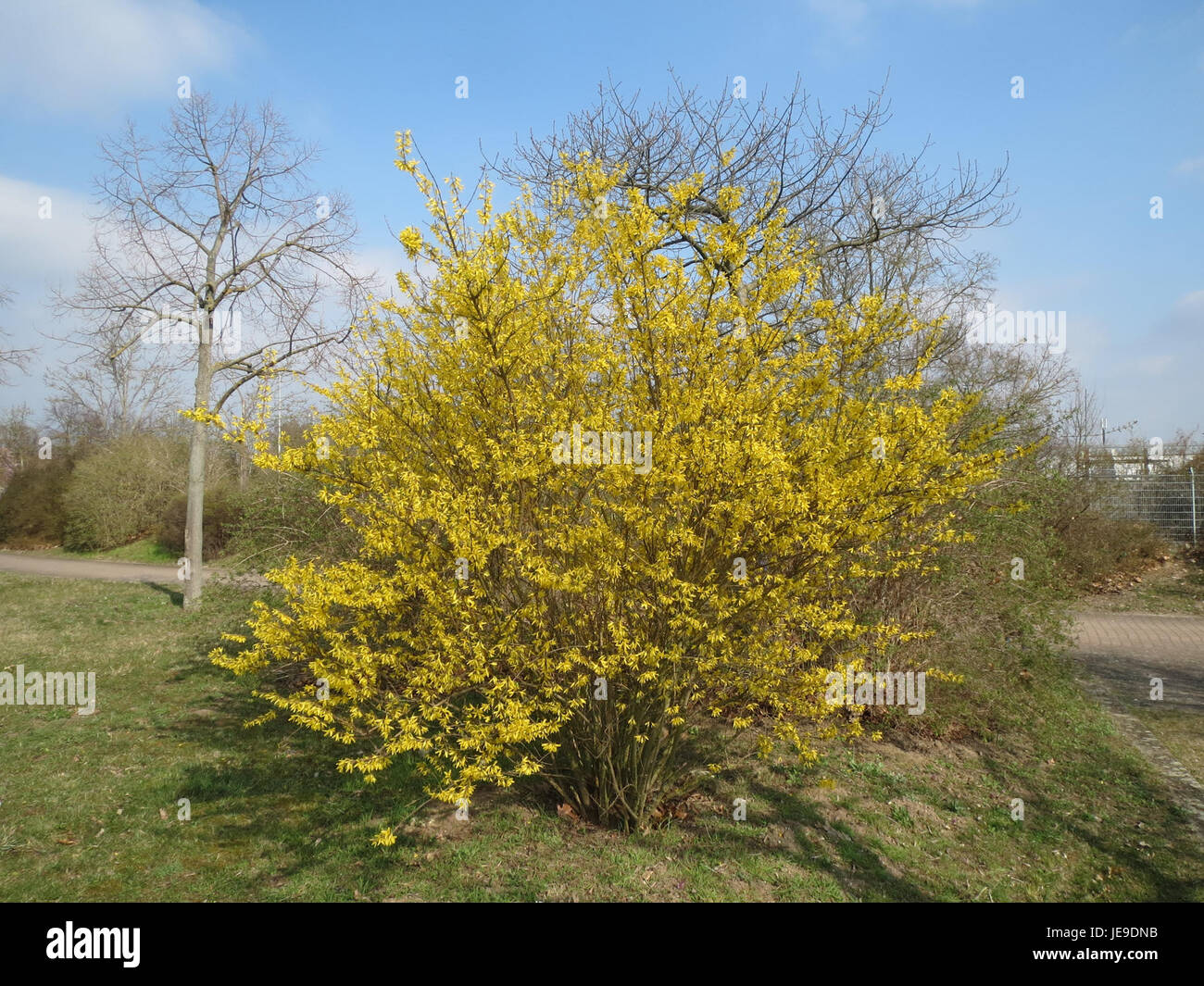 Forsythie, also known as Forsythia, is a genus of flowering plants ...