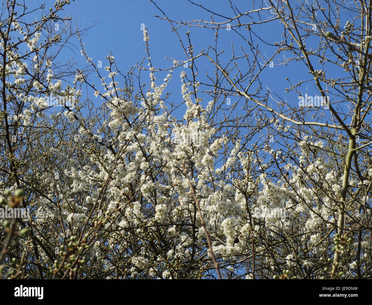 Prunus spinosa, commonly known as the sloe or blackthorn, is a shrub ...