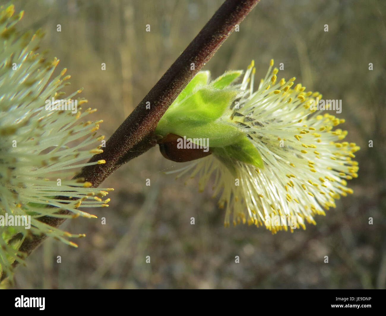 Photograph of Salix caprea, commonly known as goat willow, displaying ...