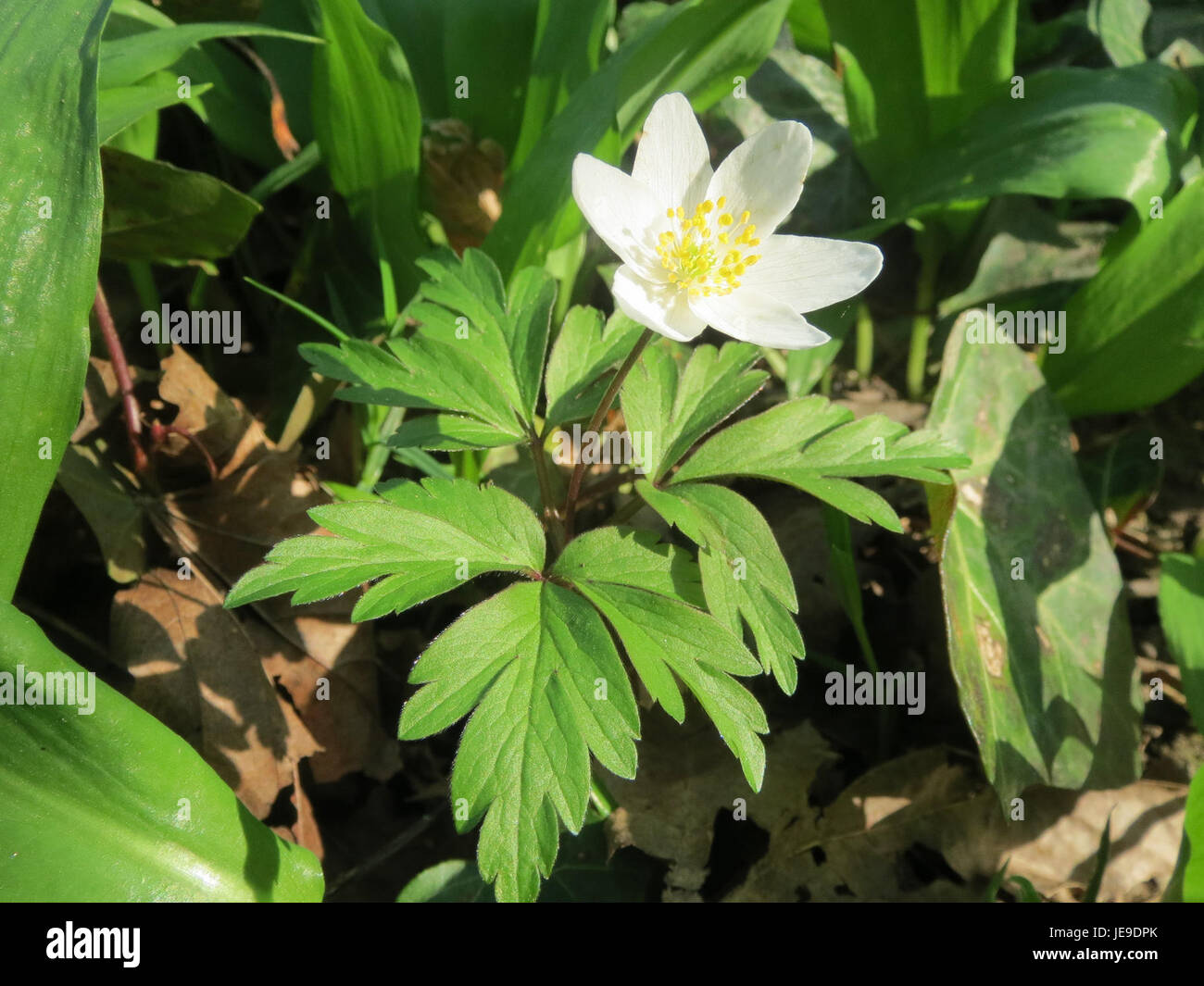 Anemone nemorosa, commonly known as the wood anemone, is a spring ...
