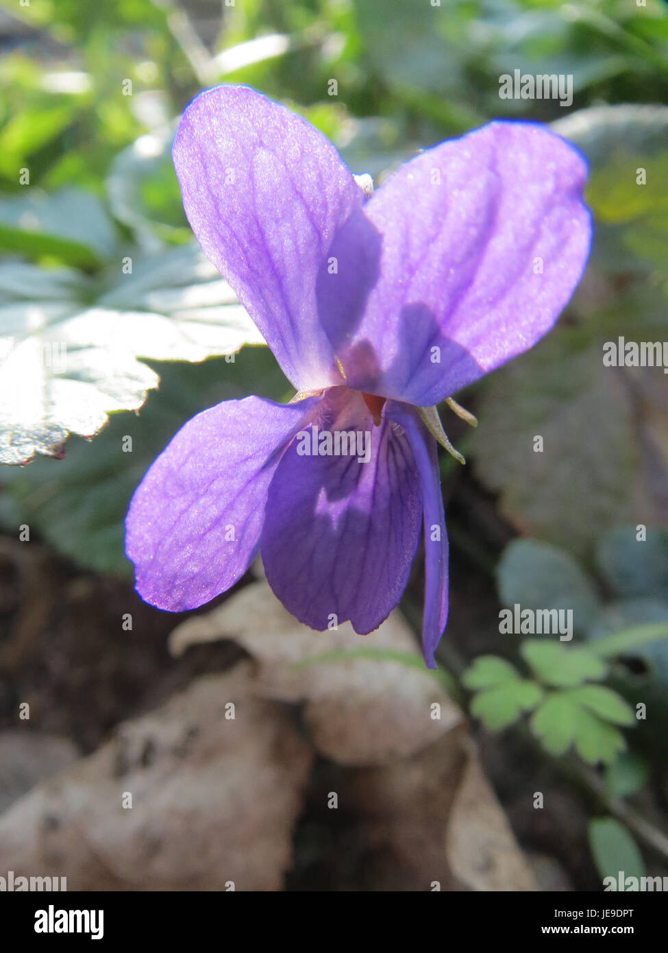 Viola odorata, commonly known as sweet violet, is a small flowering ...
