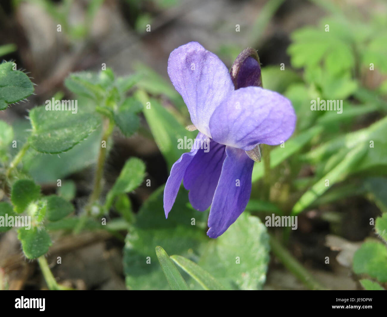 This image features Viola odorata, commonly known as the sweet violet ...
