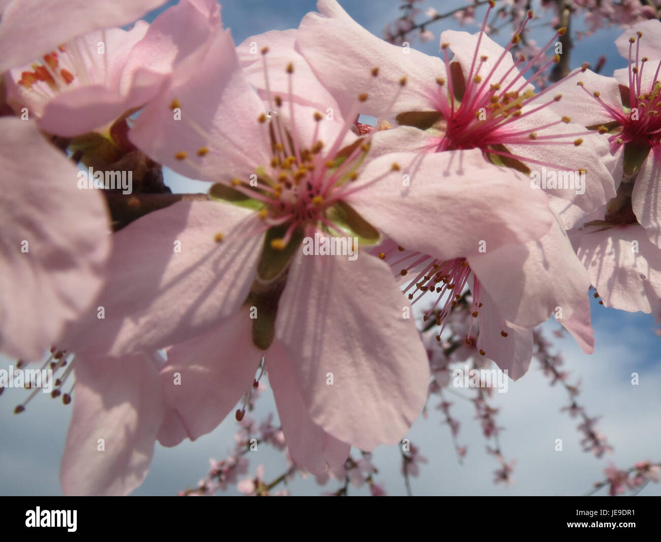A photograph of Mandelblüte (almond blossom) in Brühl, Germany ...
