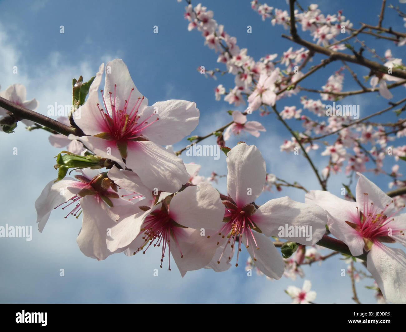 Almond tree showcases hi-res stock photography and images - Alamy