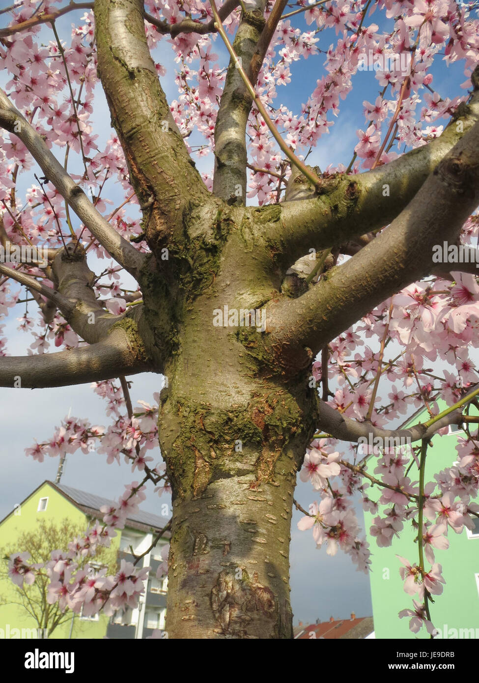 The almond blossom (Mandelblüte) in Brühl, Germany, marks the beginning ...