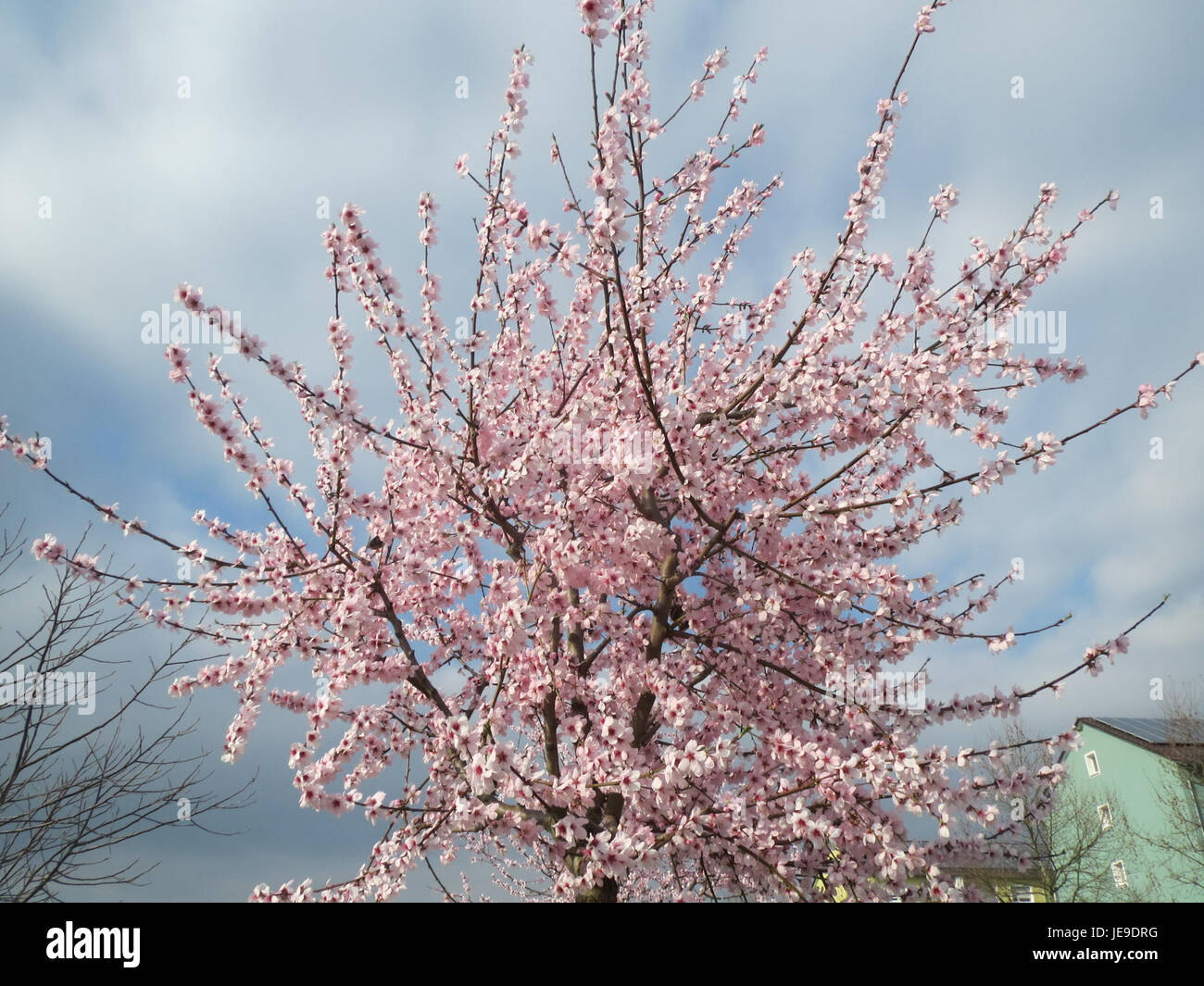 A photograph of almond blossoms in Brühl, Germany, taken on March 16 ...