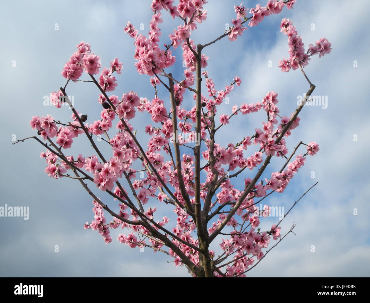 The photograph shows the blooming of almond flowers (Mandelblüte) in ...