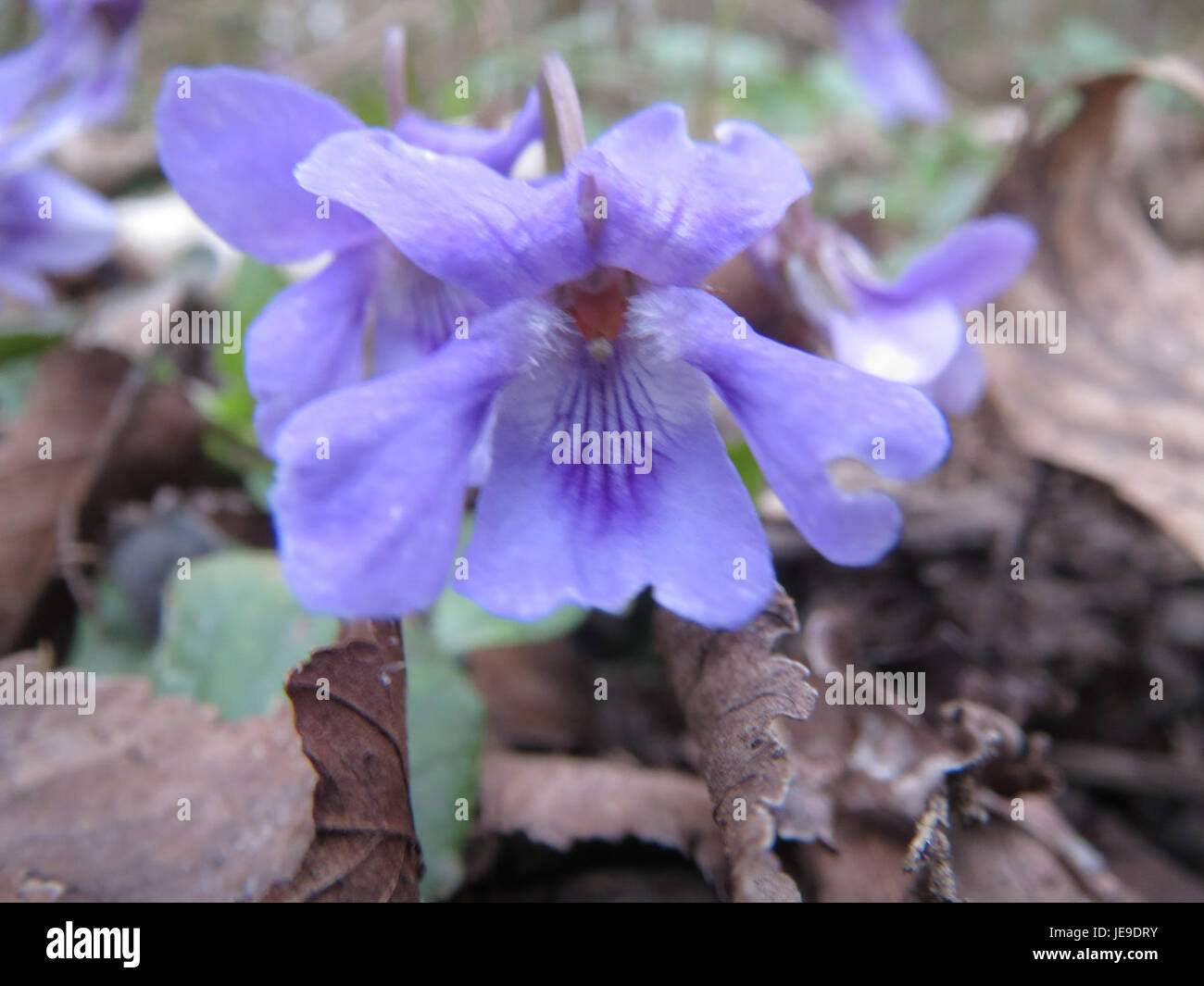 Viola leaves hi-res stock photography and images - Alamy