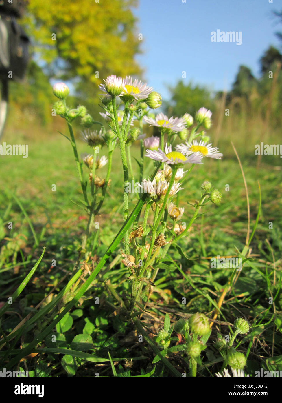 This image depicts Berufkraut (Erigeron canadensis), also known as ...
