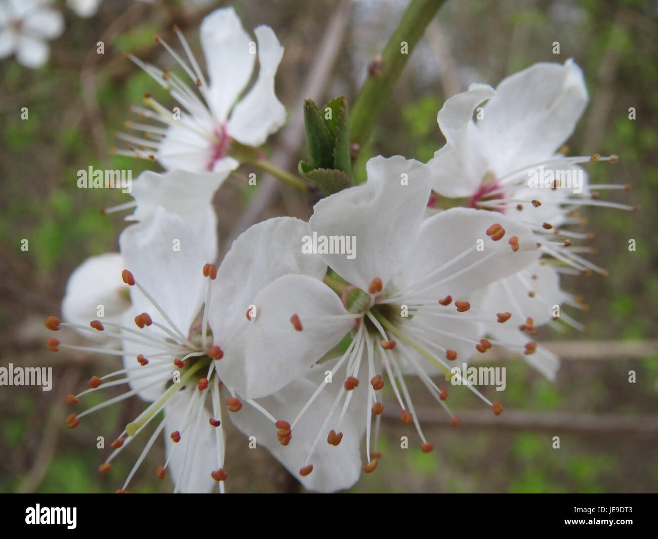 The image depicts Prunus spinosa, commonly known as blackthorn, a shrub ...