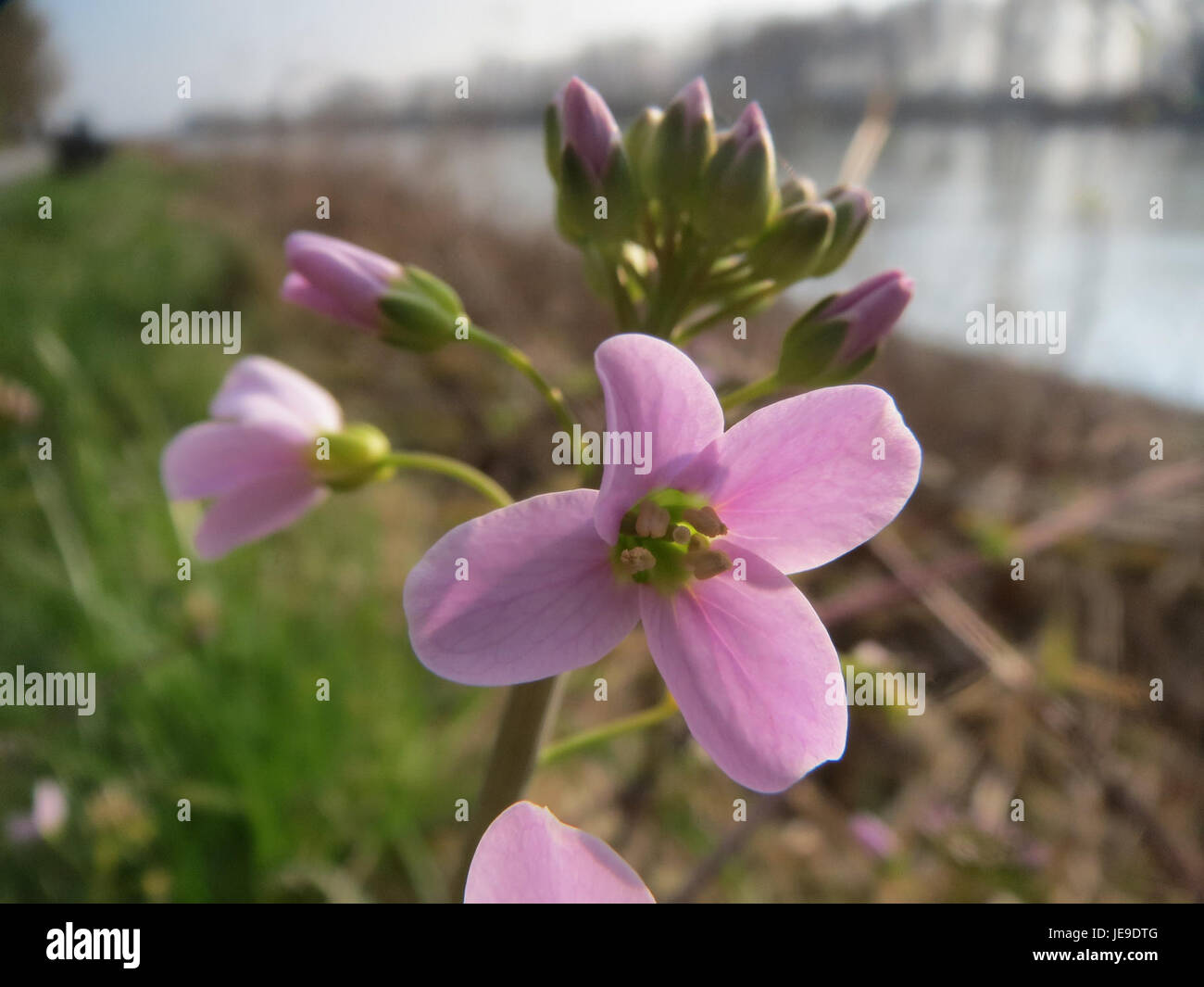 The image depicts Cardamine pratensis, commonly known as the meadow ...