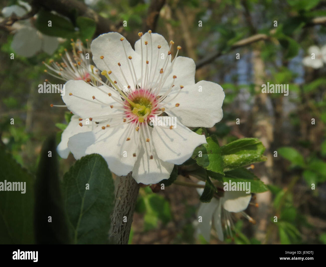 Dense thorny hedges hi-res stock photography and images - Alamy