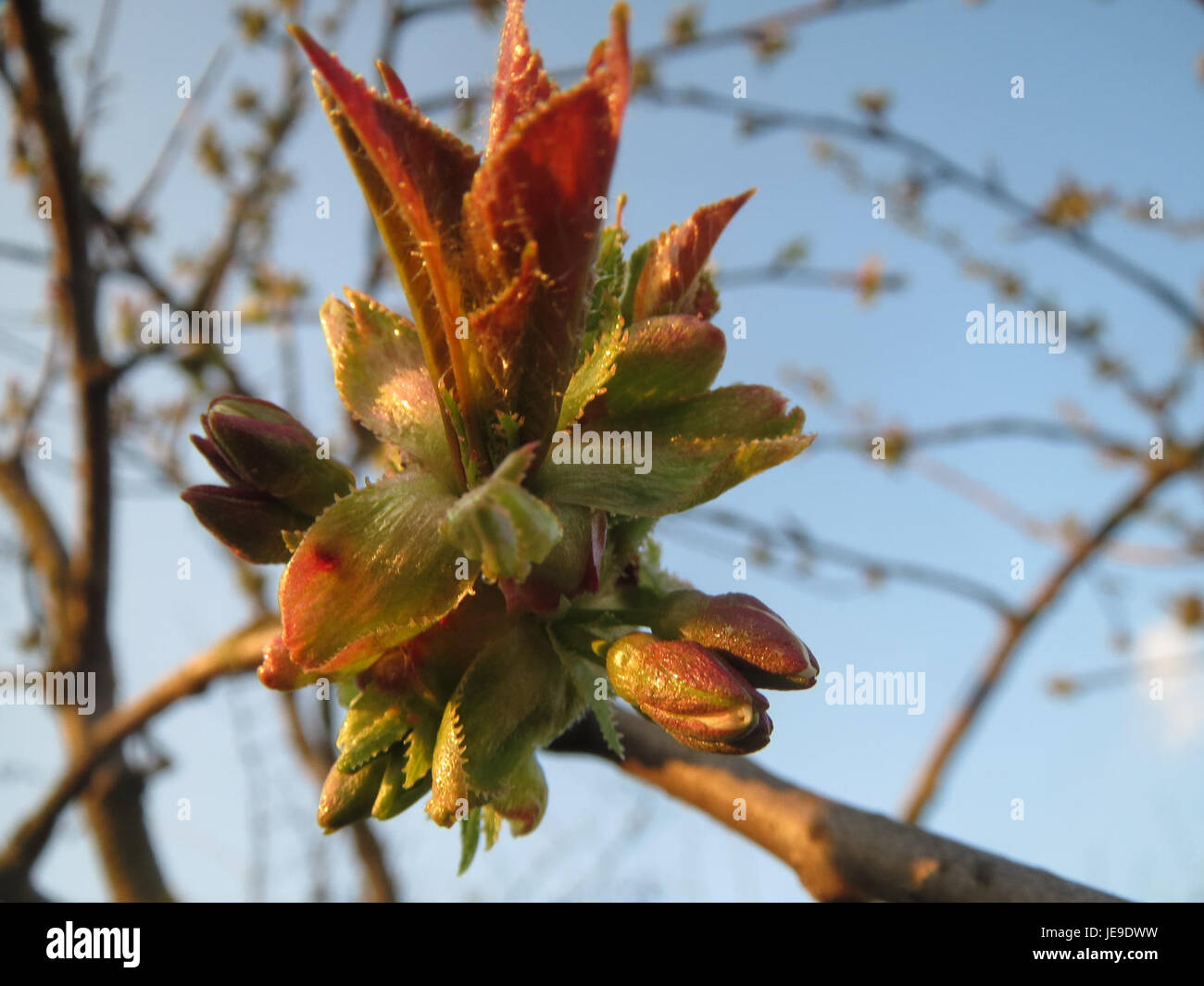 Delicate scene showcasing hi-res stock photography and images - Alamy