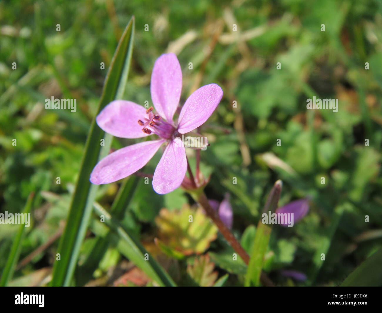 A photograph of the plant species Erodium cicutarium, commonly known as ...