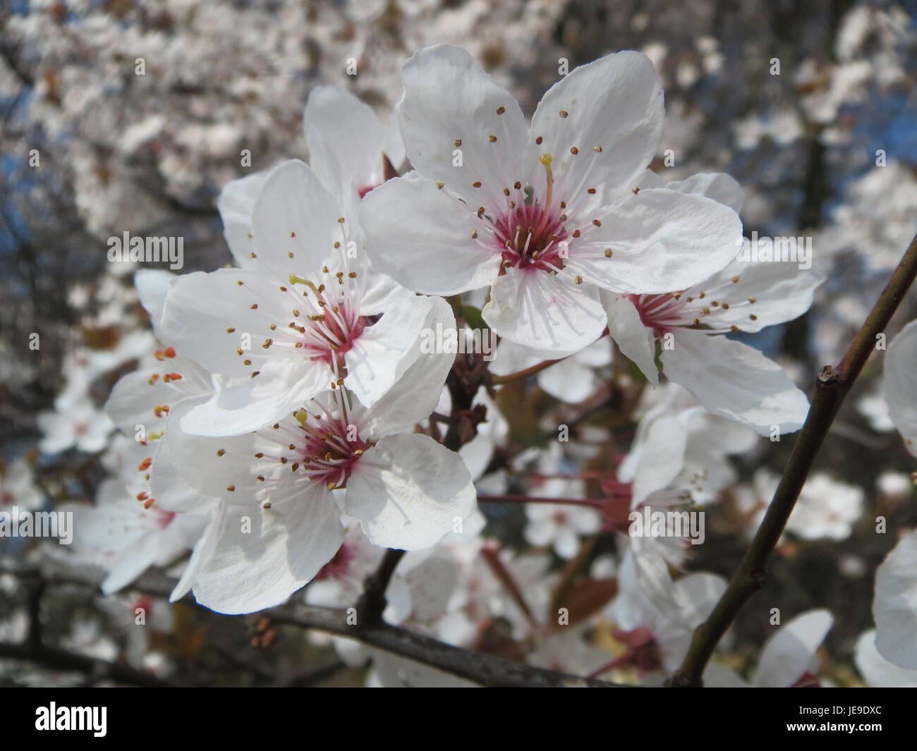 Prunus cerasifera known cherry hi-res stock photography and images - Alamy
