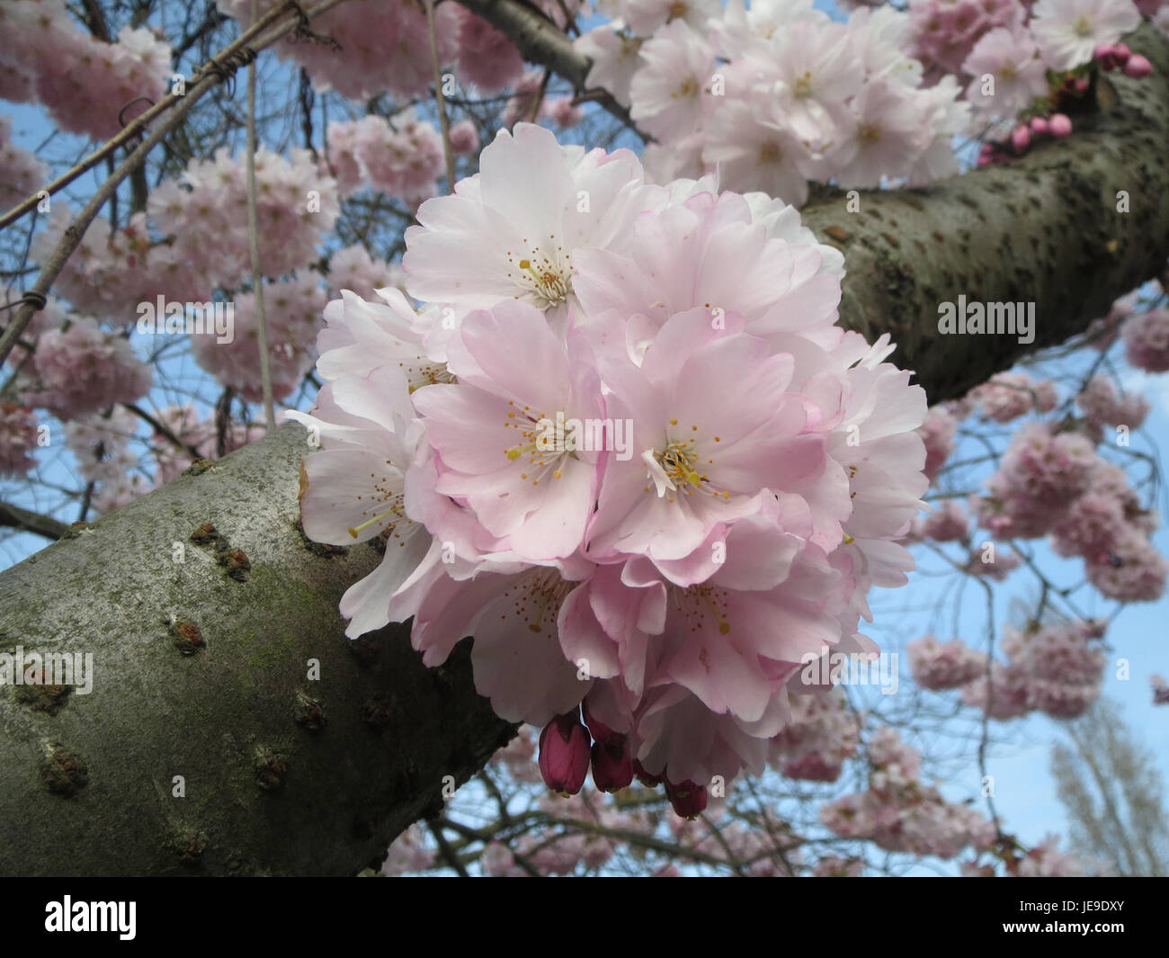 Prunus serrulata commonly known hi-res stock photography and images - Alamy