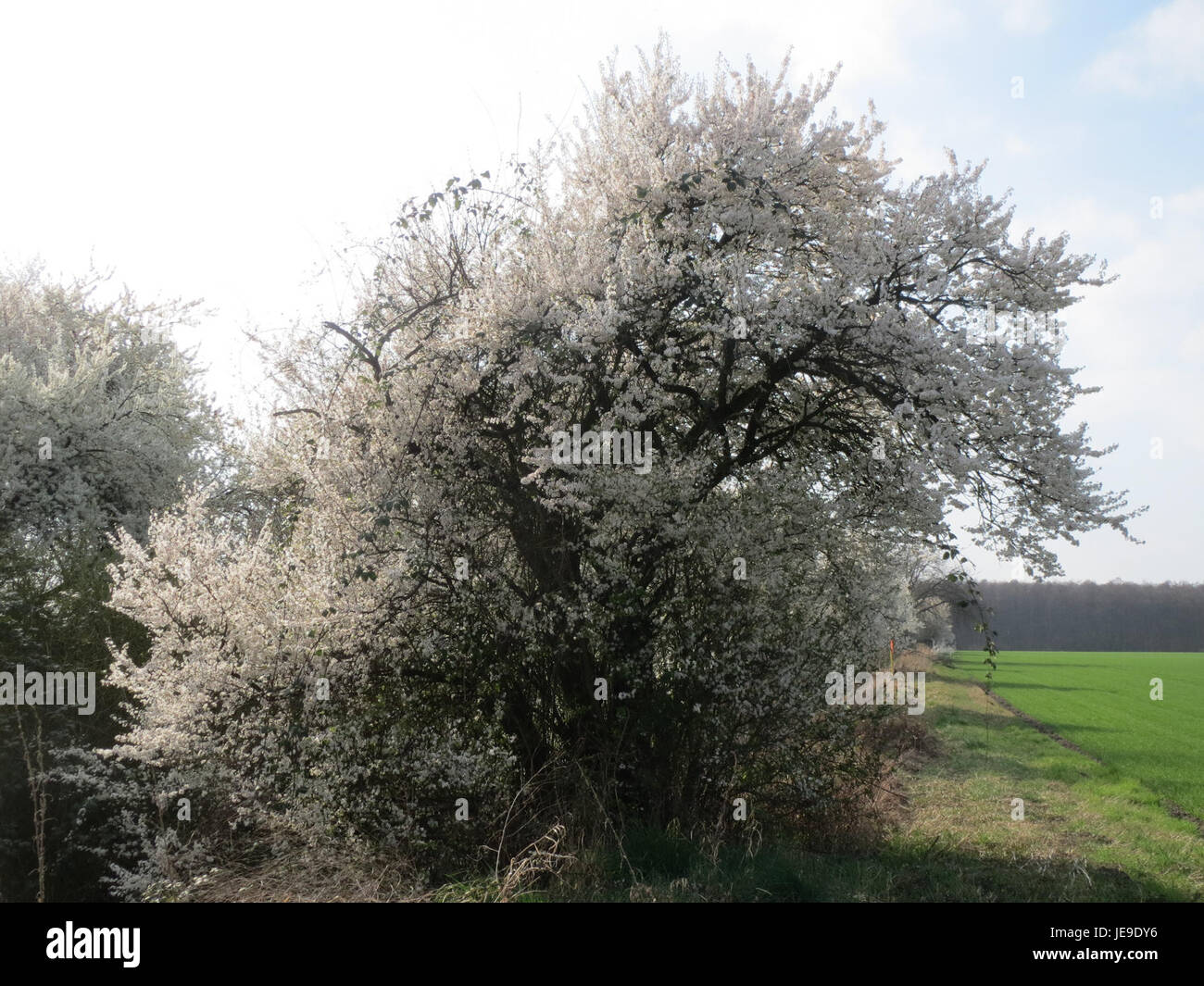 Small prunus cerasifera tree hi-res stock photography and images - Alamy