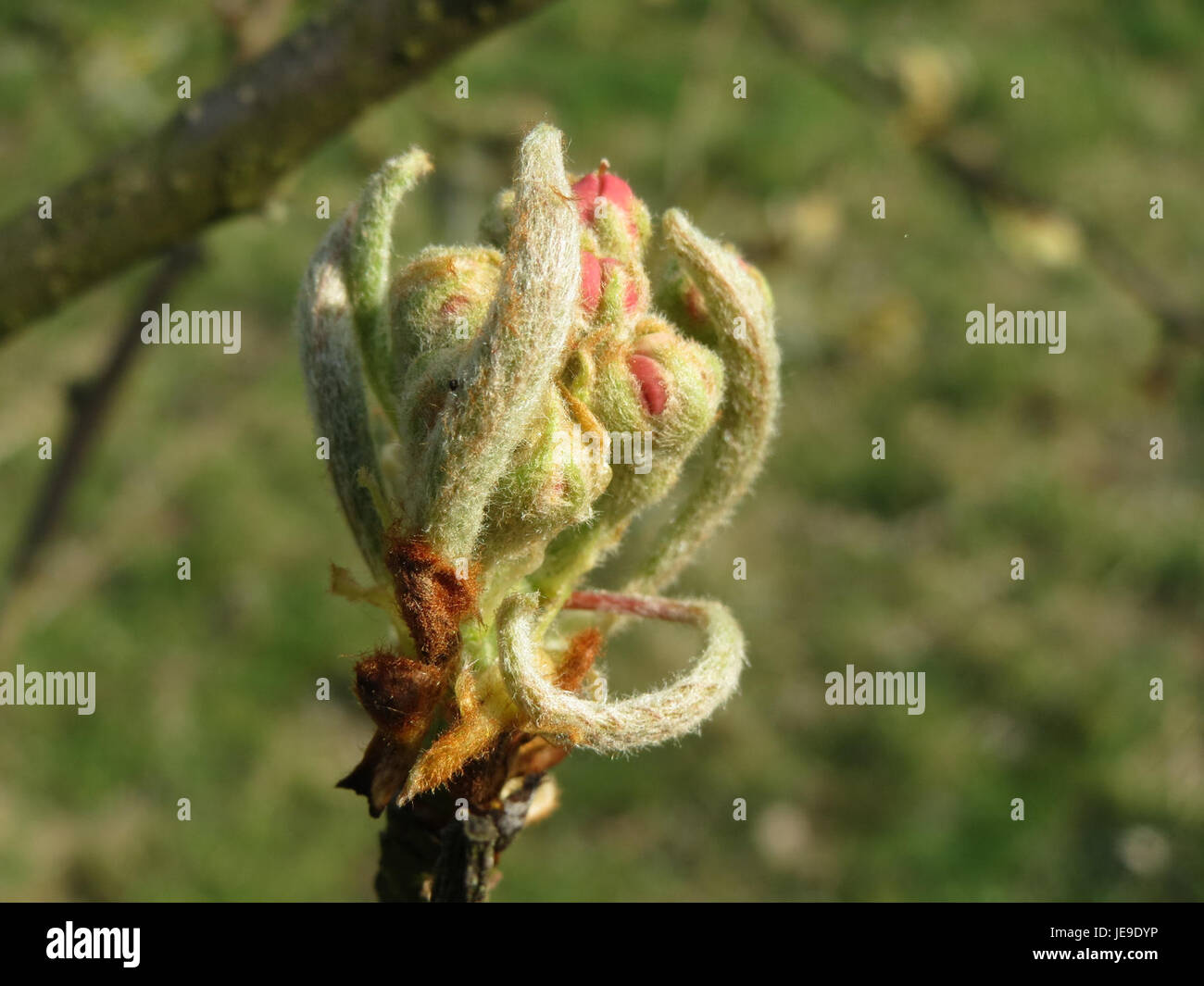 Apfel, commonly known as apple, is a fruit grown in various regions ...