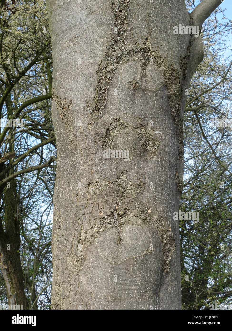 A botanical study of Fraxinus excelsior, commonly known as the European ...