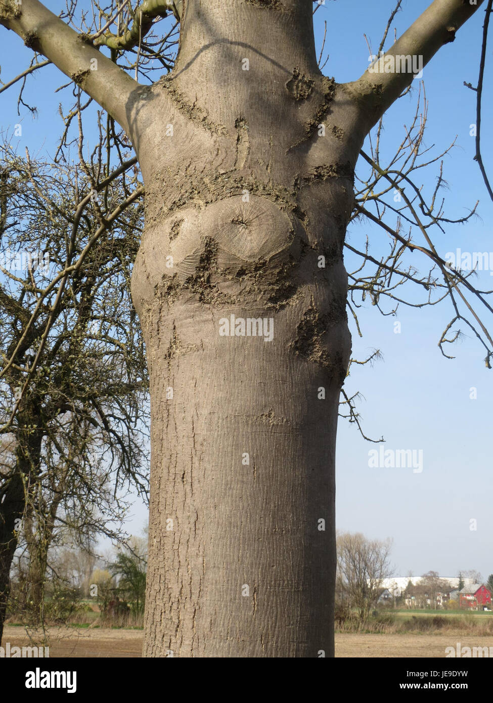 A photo of Fraxinus excelsior, commonly known as the European ash tree ...