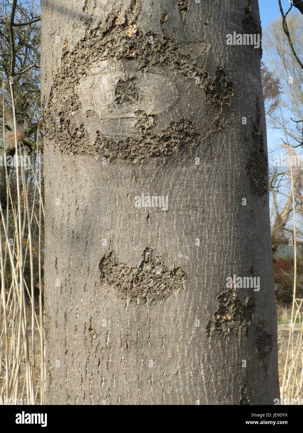 Ash tree characteristics hi-res stock photography and images - Alamy